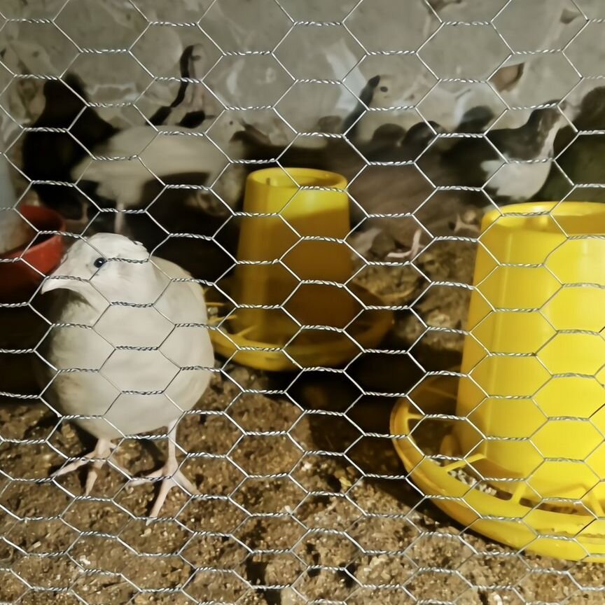 Перепела и индюки