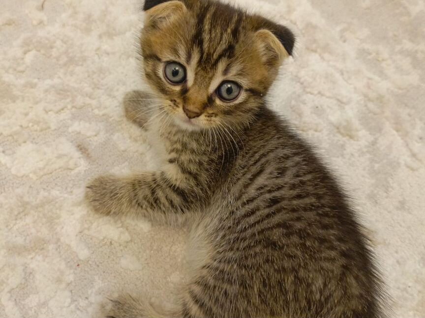 Шотландские вислоухие котята