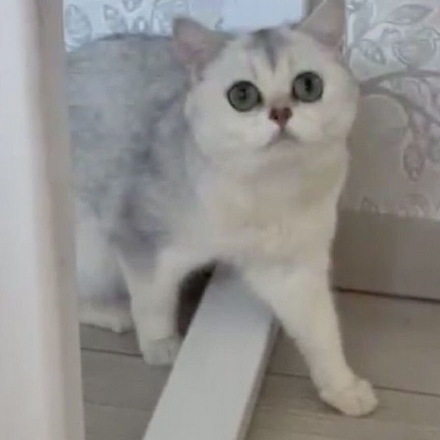 Шотландская кошечка