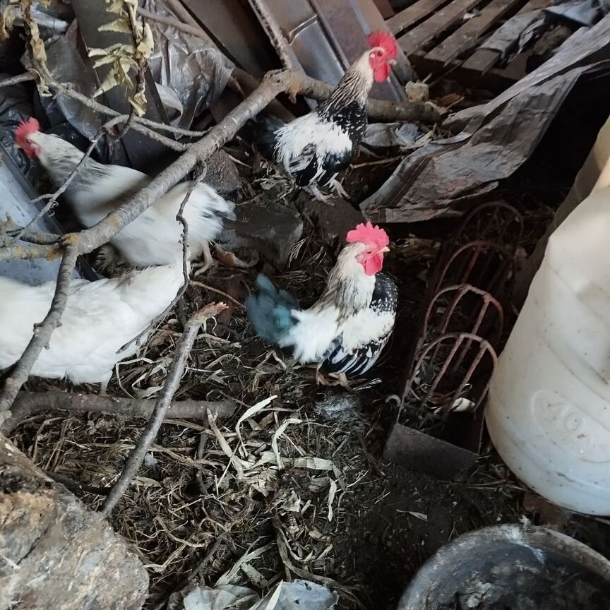 Куры несушки