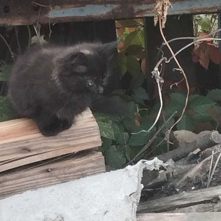 Котята ищут дом