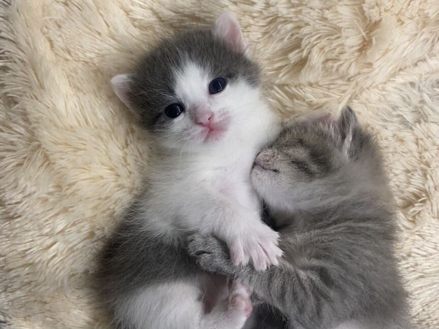 Кошка котенок котёнок