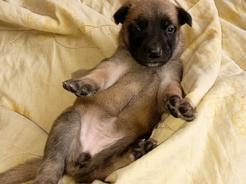 Щенки бельгийской овчарки малинуа