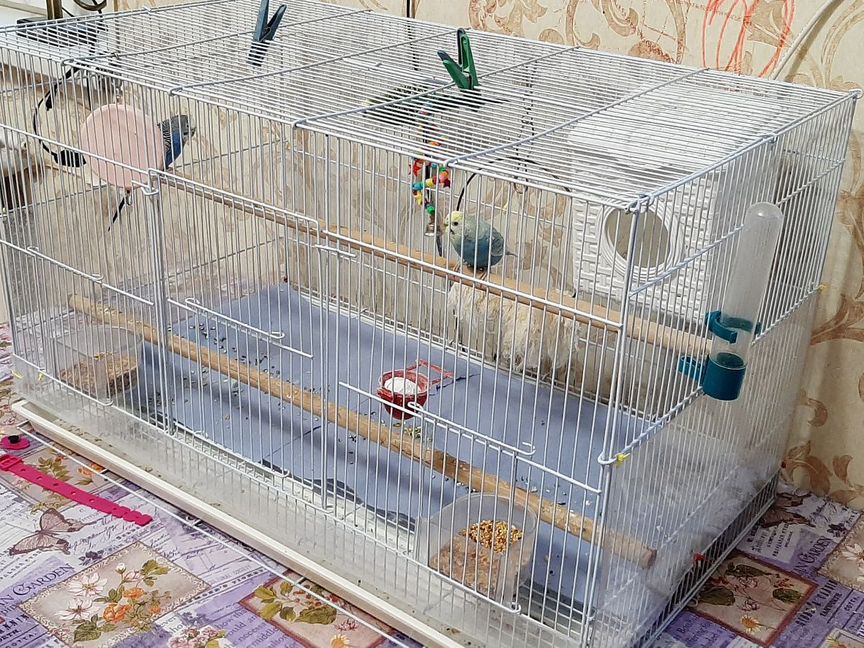 Волнистый попугай с клеткой