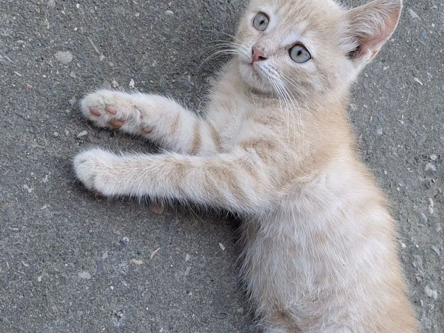 Рыжий котенок в добрые руки