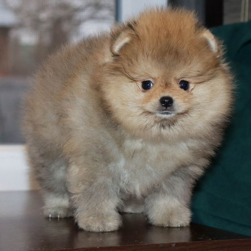 Меховой шарик. Щенки шпица с доставкой и видео