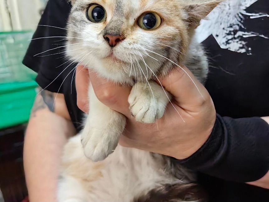 Кошка-красотка в добрые руки