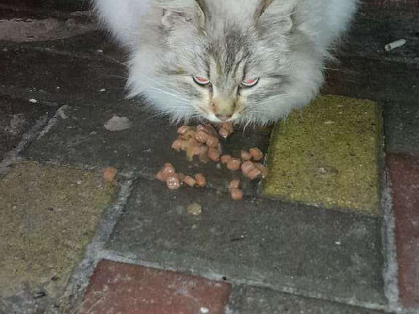 Красивый кот (кошечка), нуждается в доме