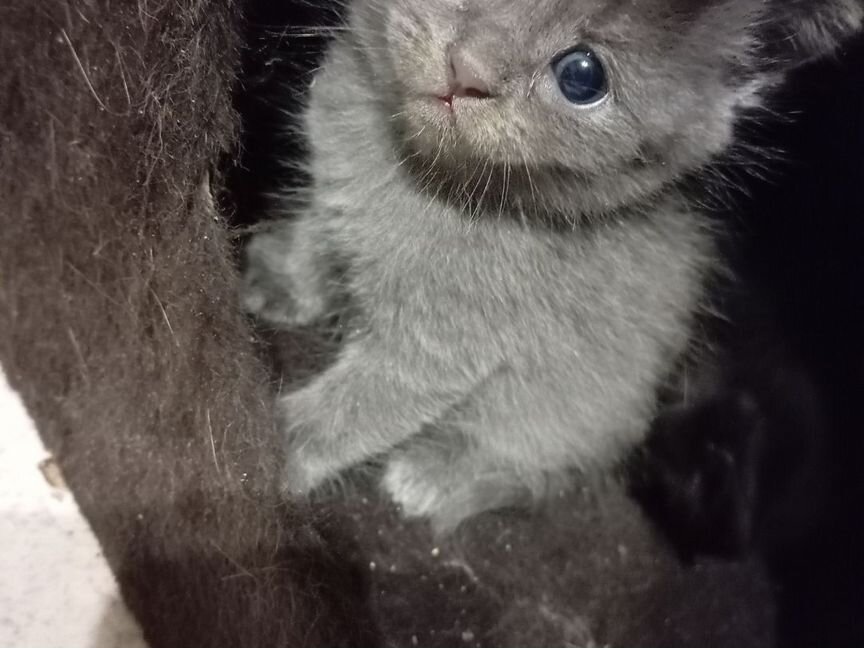 Британские котята