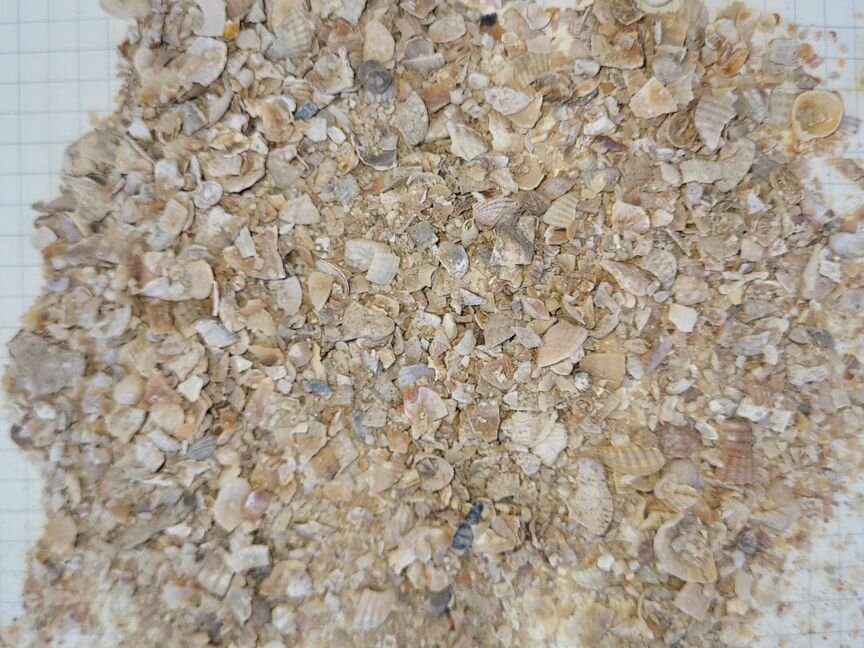 Ракушка кормовая морская