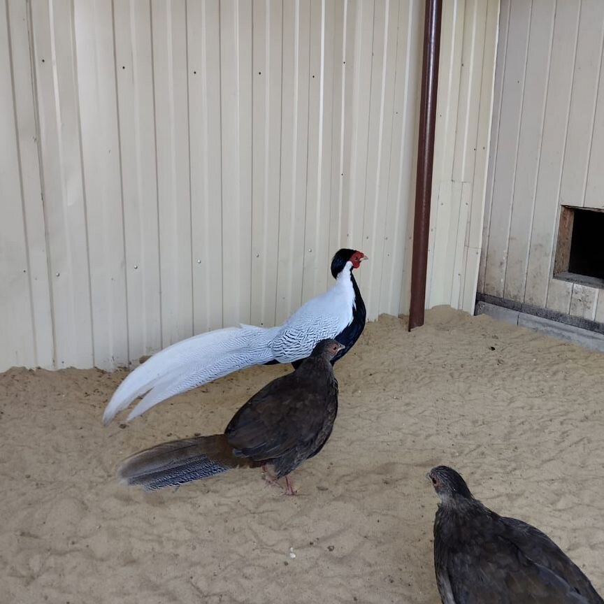 Серебристые фазаны