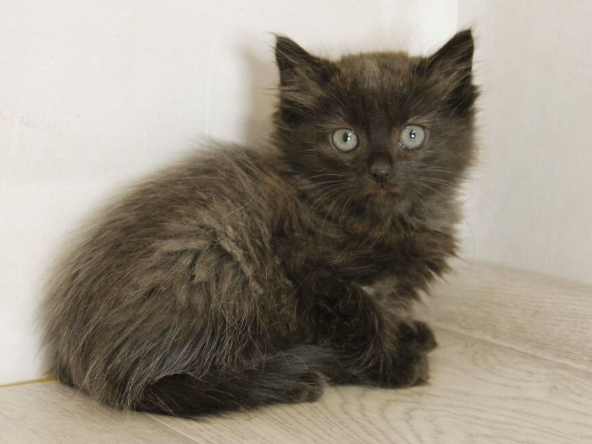 Котёнок черный дым Тучка в добрые руки