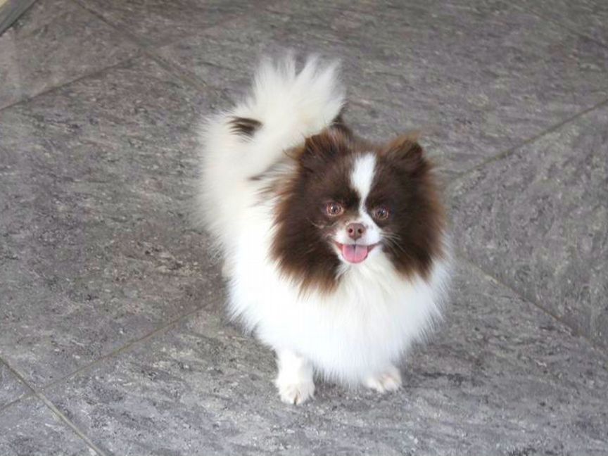 Девочка шпиц