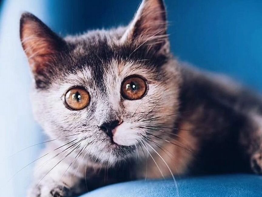 Котенок Хани из приюта