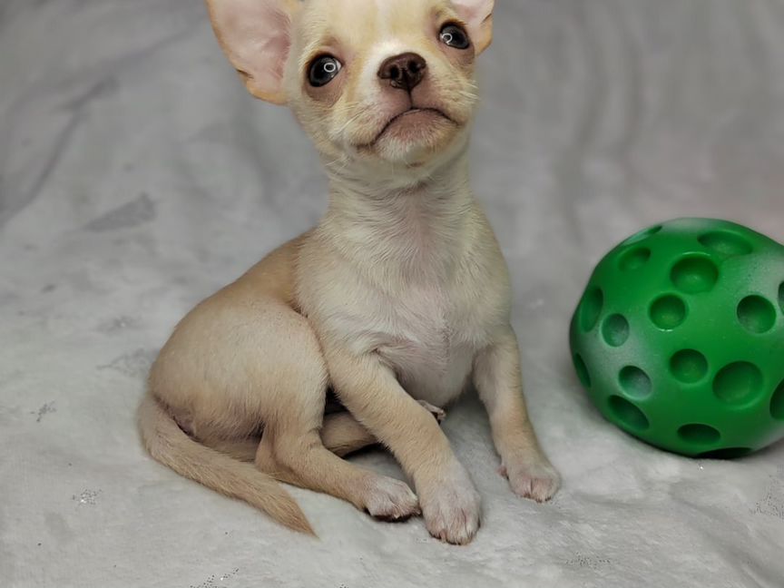 Абрикосовый Антошка