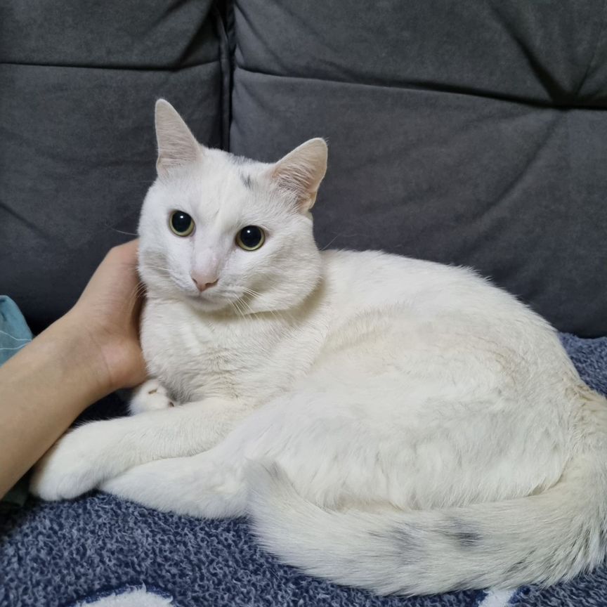 Отдам кота в добрые руки