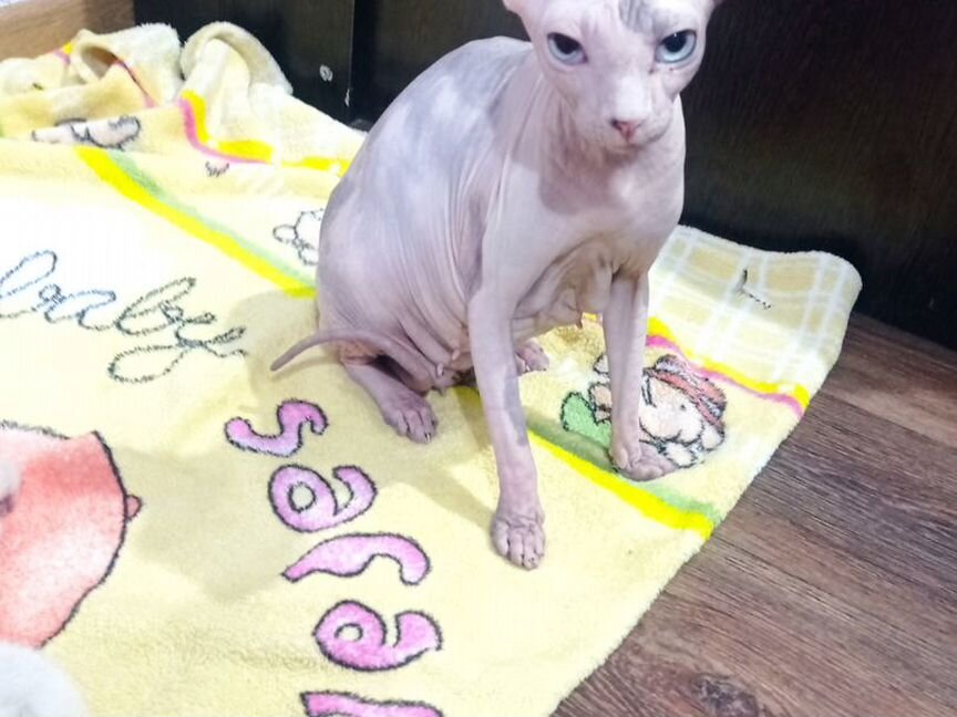 Продам котят