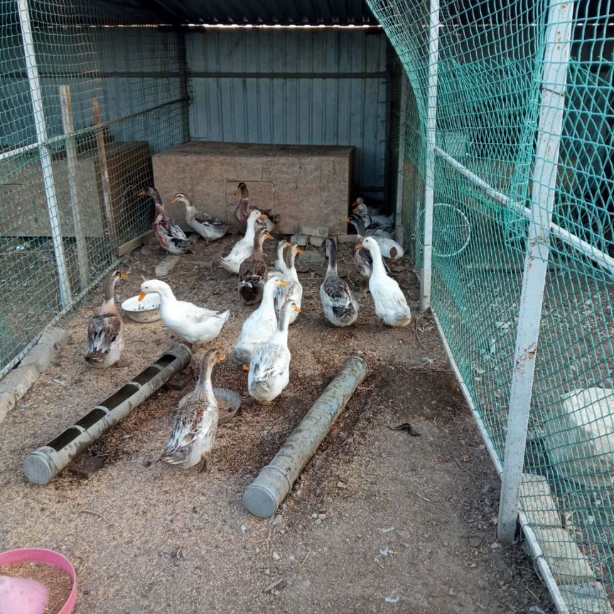 Продам уток