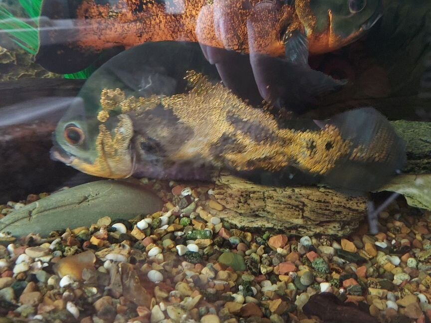 Астронотус