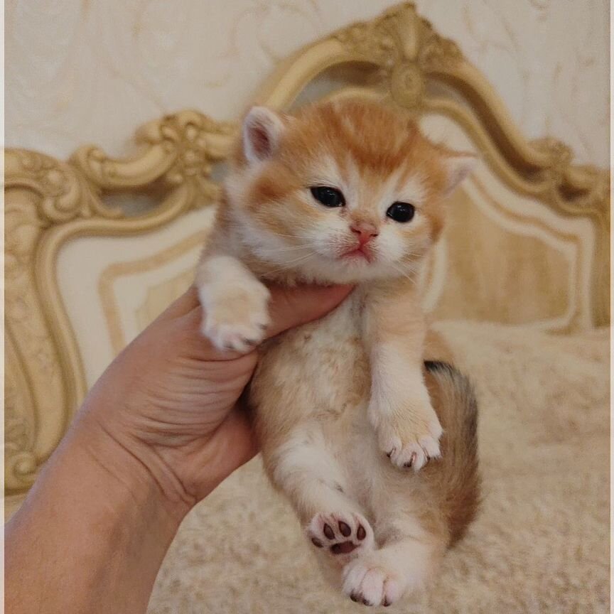 Шотландский прямоухий короткошёрстный котёнок