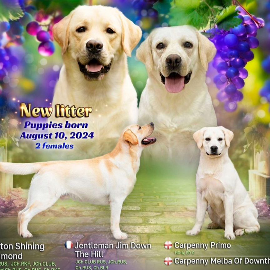 Щенки лабрадора