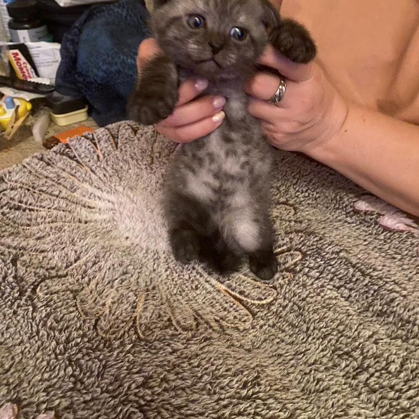 Шотландская вислоухая кошка