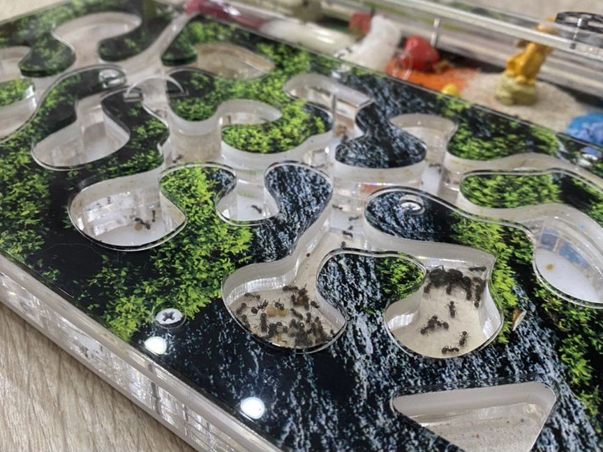 Муравьиная ферма с муравьями