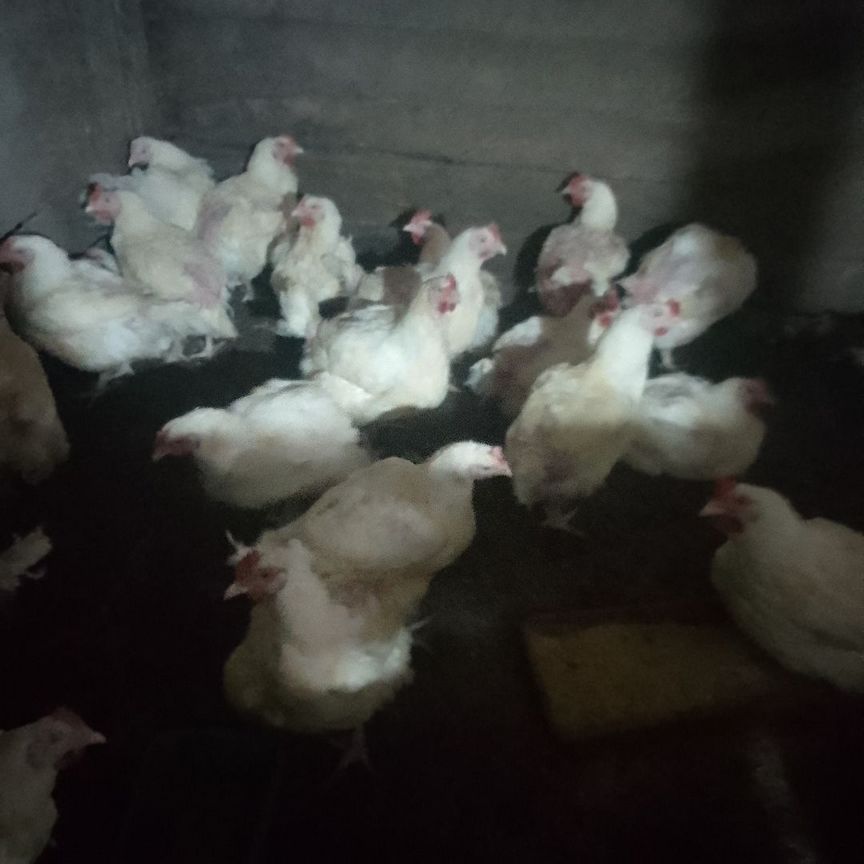 Куры бройлеры