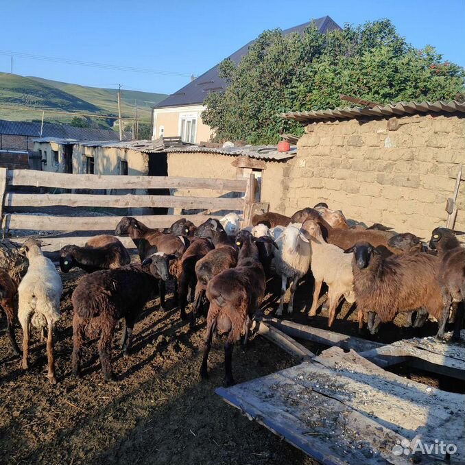 Ягнята барашки