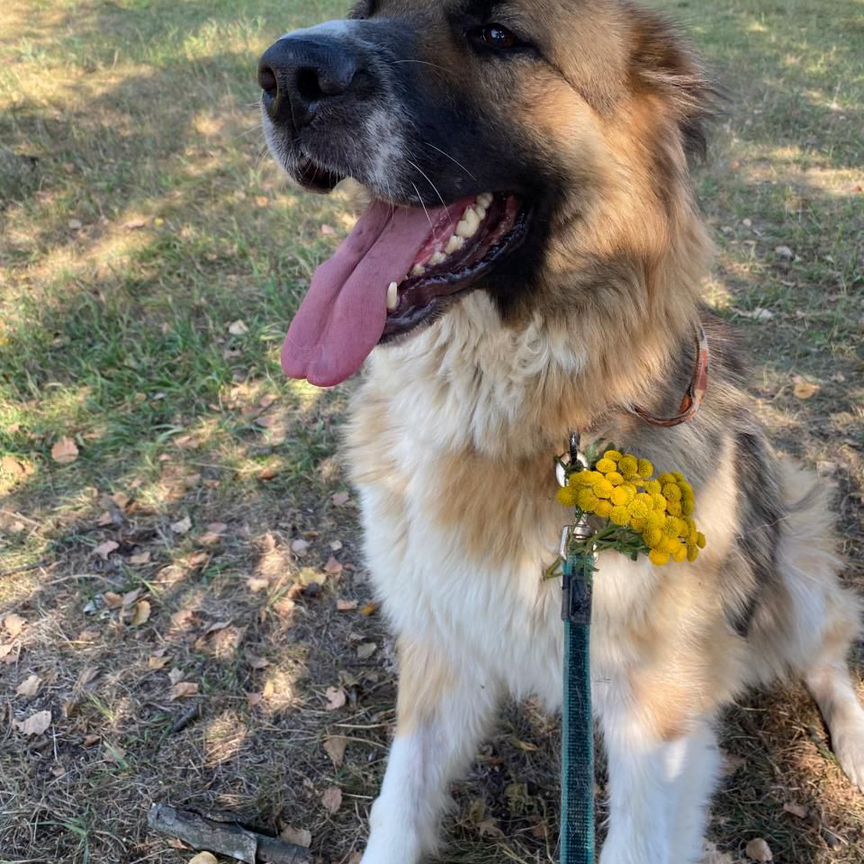 Красивая Люся из приюта никому не нужна