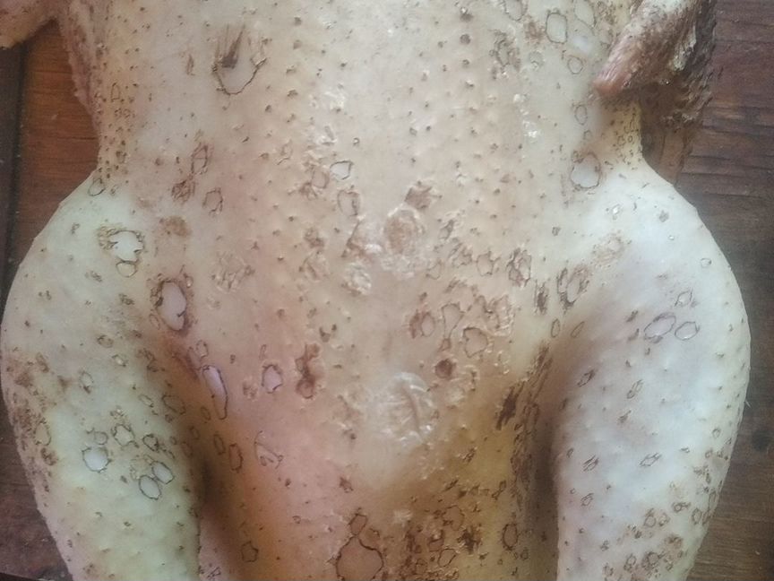 Продаю цыплят-бройлеров.готовые и под заказ