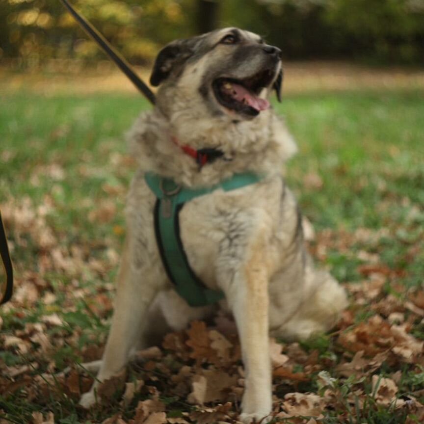 Взрослая собака в добрые руки