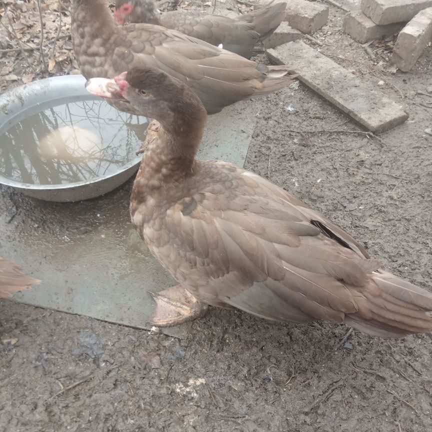 Мускусные утки