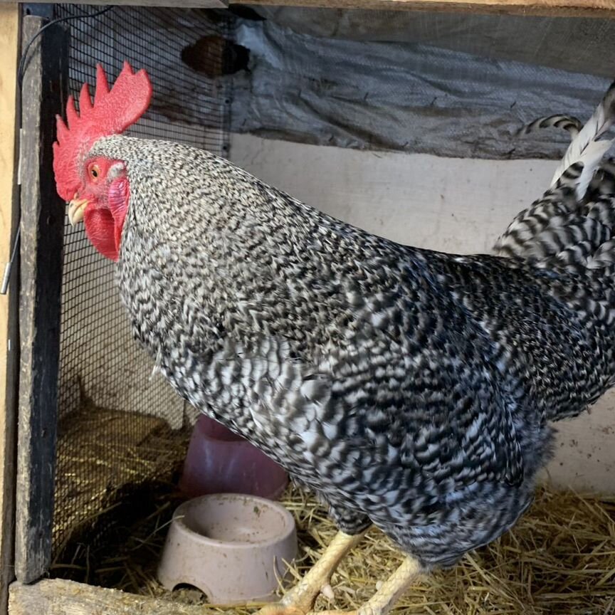 Петухи породы Доминант