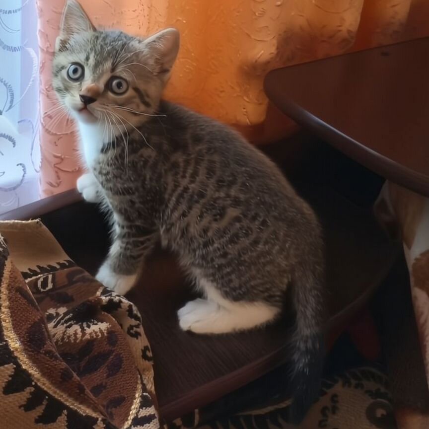 Шотландский прямоухий короткошёрстный котёнок