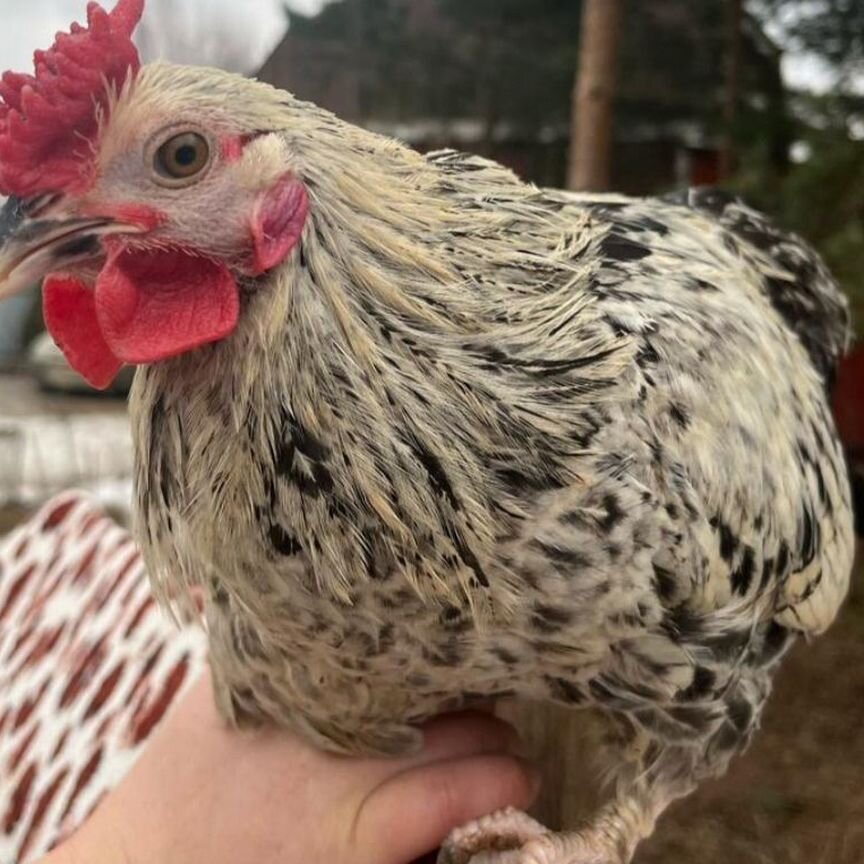 Молодые петухи москва