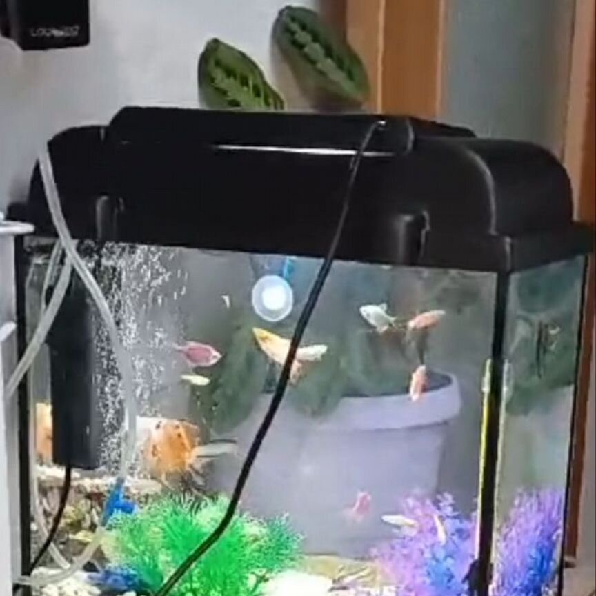 Аквариум с рыбами