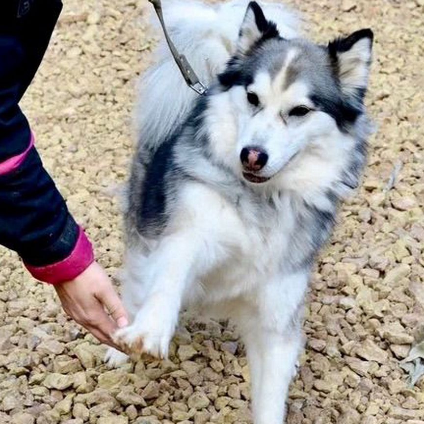 Сибирский хаски, взрослый пёс