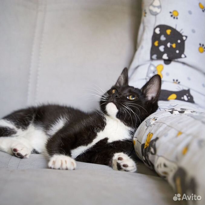 Котёнок. Мальчик. Москва. Доставка