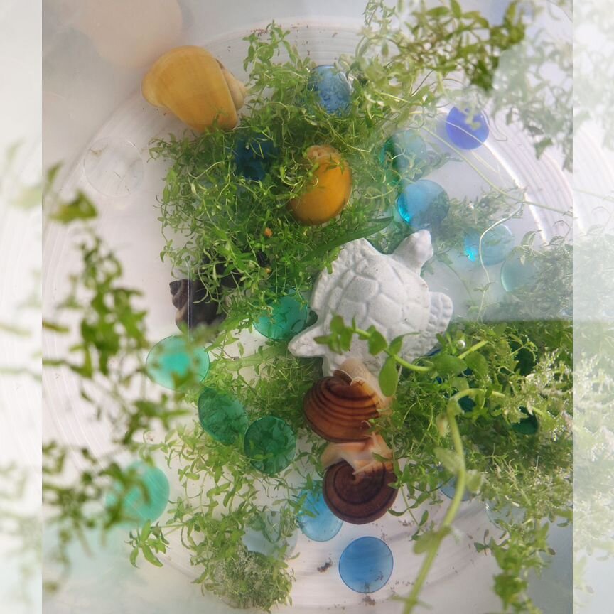 Улитки ампулярии