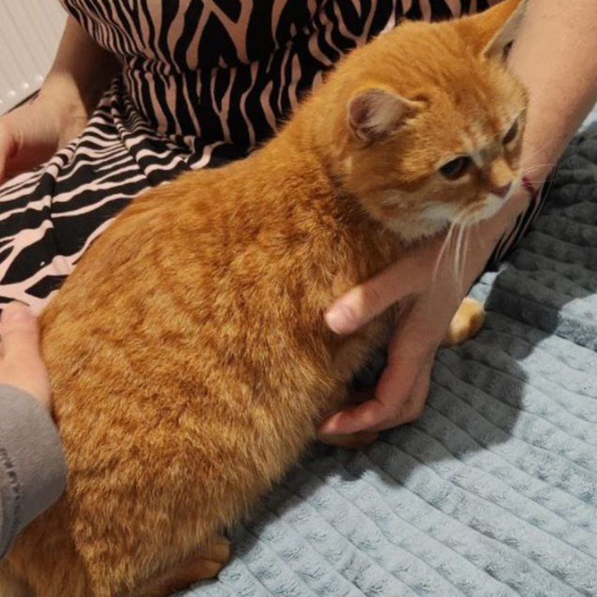 Взрослая, кошка в добрые руки