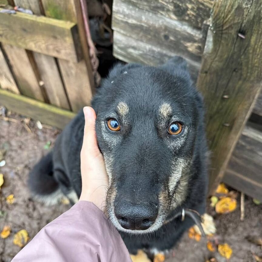 Взрослая собака в добрые руки