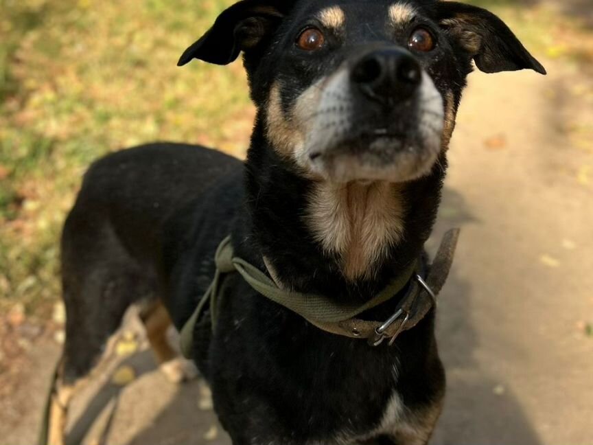 Покладистый спокойный пёсик из приюта ждёт хозяев