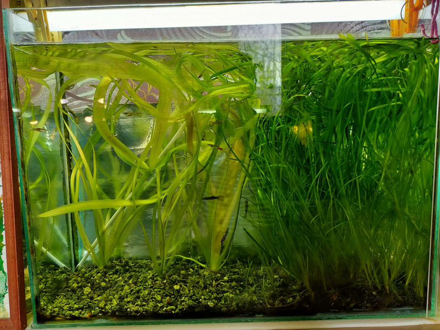 Валлиснерия