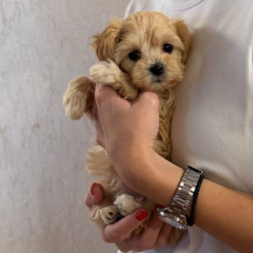 Мальтипу, щенок