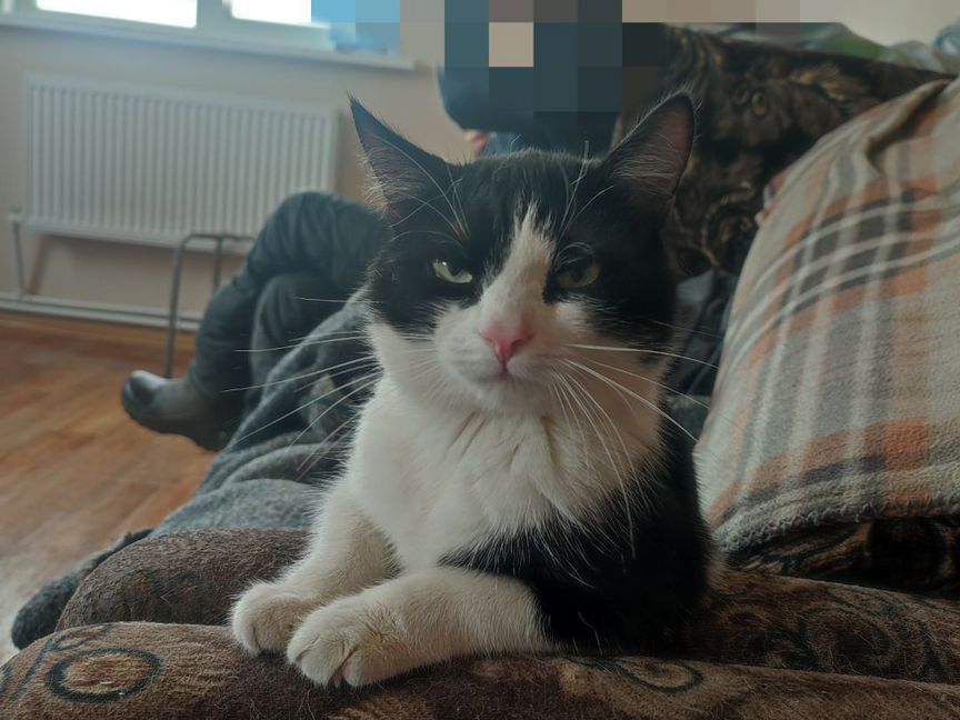 Кошки в добрые руки бесплатно