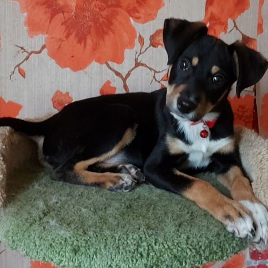 Щенок в добрые руки мальчик