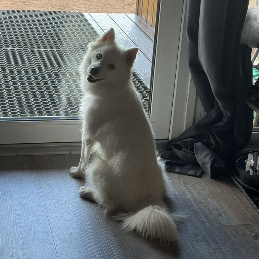 Помски, взрослая собака