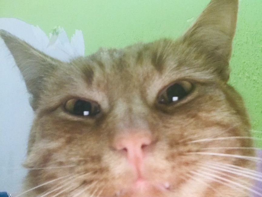 Рыжий котик ищет семью