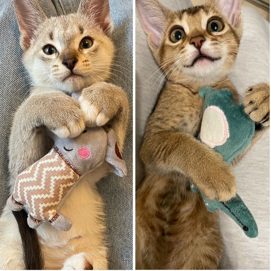 Котята чаузи
